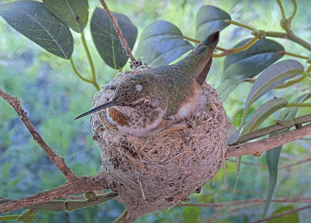 🔴 LIVE: Hummingbird Nest Cam