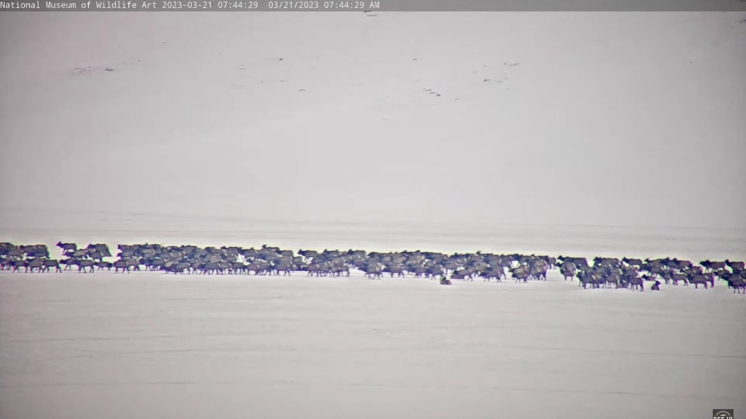 🔴 LIVE: Jackson Hole Live Elk Cam