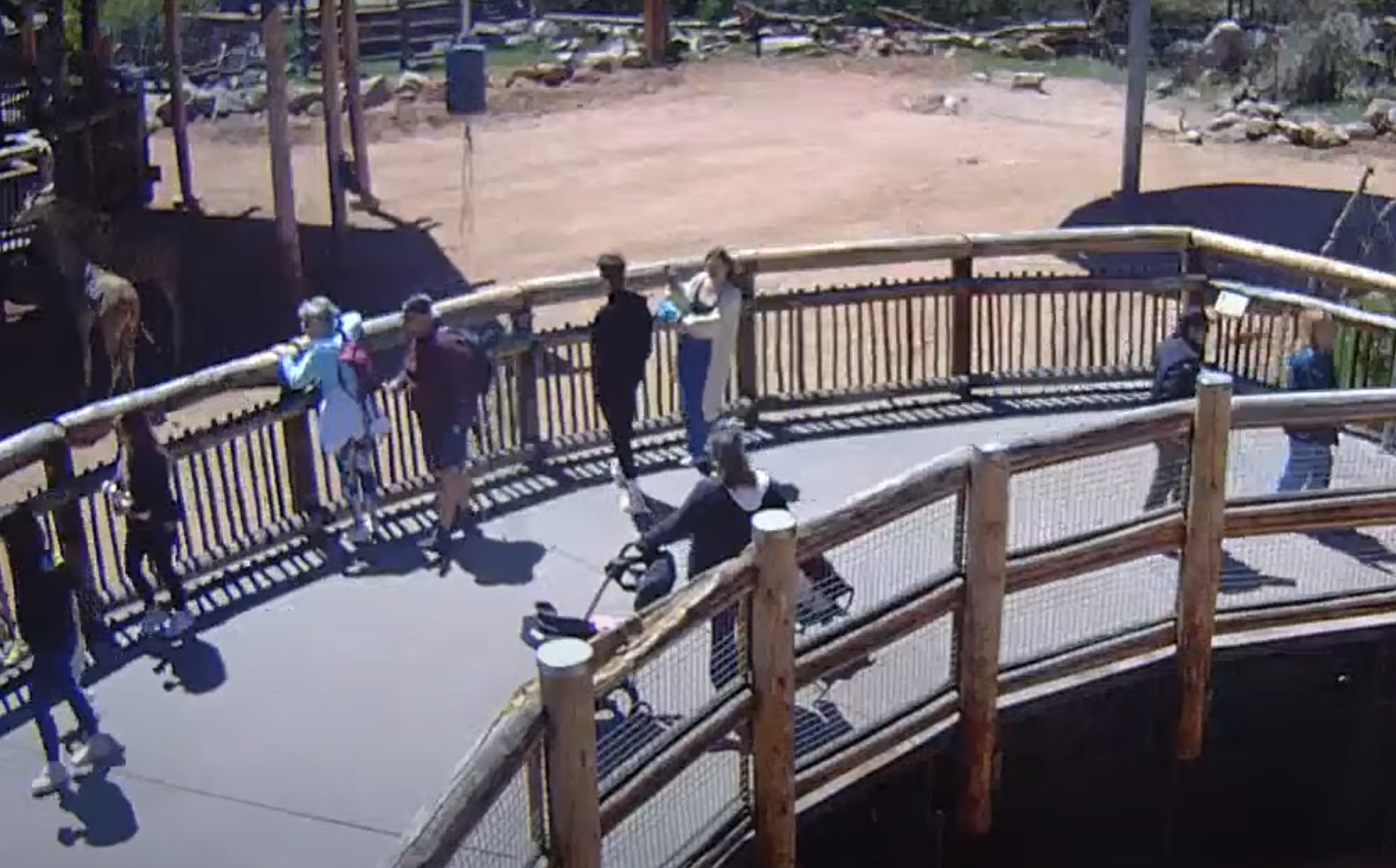 🔴 LIVE: Cheyenne Mountain Zoo Giraffe Cam