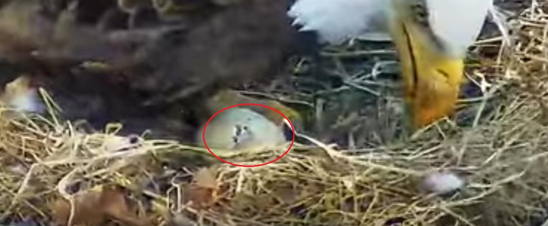 🔴 LIVE: Glen Hazel (Hays) Bald Eagle Camera – Live Pittsburgh Eagle Cam