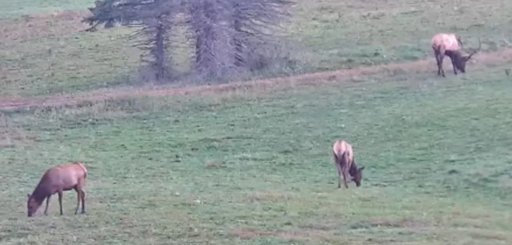 PA Elk Cam – Watch Live Pennsylvania Elk in Benezette