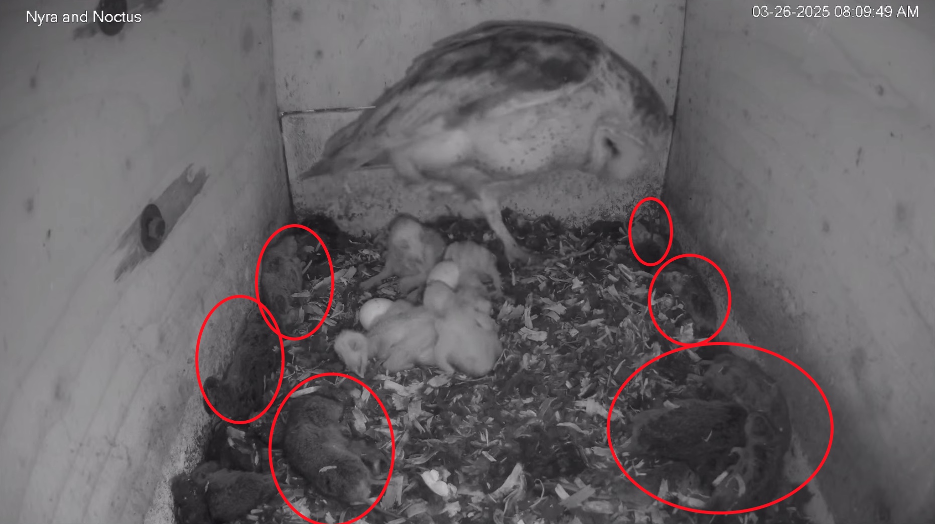 5 Eggs Hatch - 8 Unalive Rats! - Nest Update - 831 Barn Owls - SPO