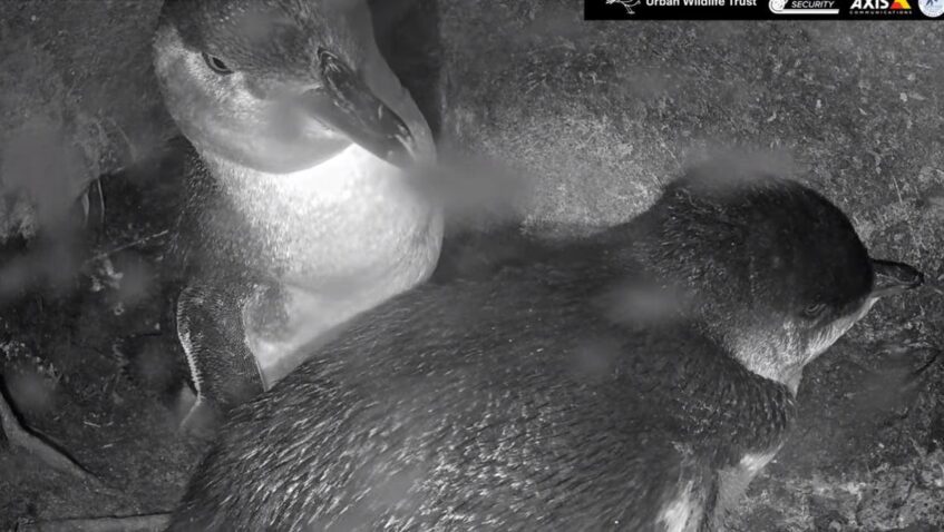 Oamaru Blue Penguin Live Cam | Watch Penguins Live