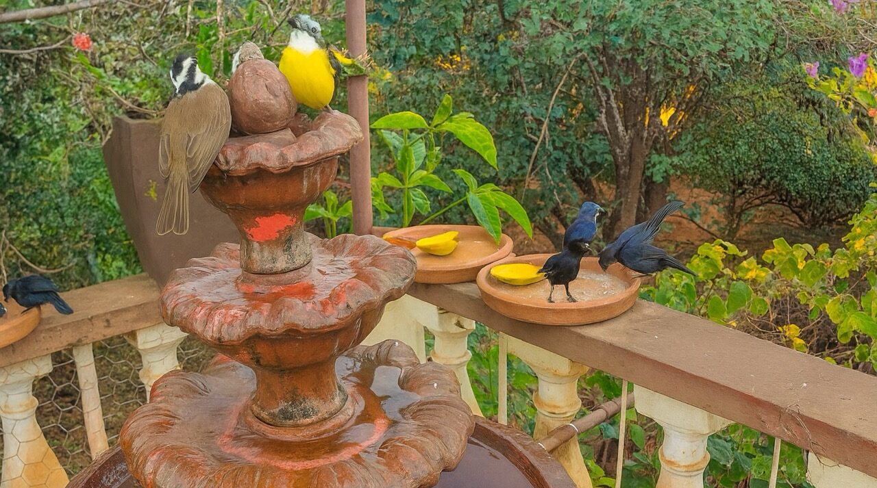 New Live Bird Cam Brazil – Colorful Birds at the Fountain!