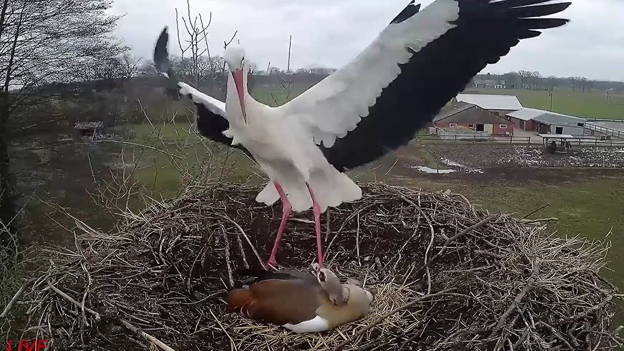 Stork vs Goose Video - SPO