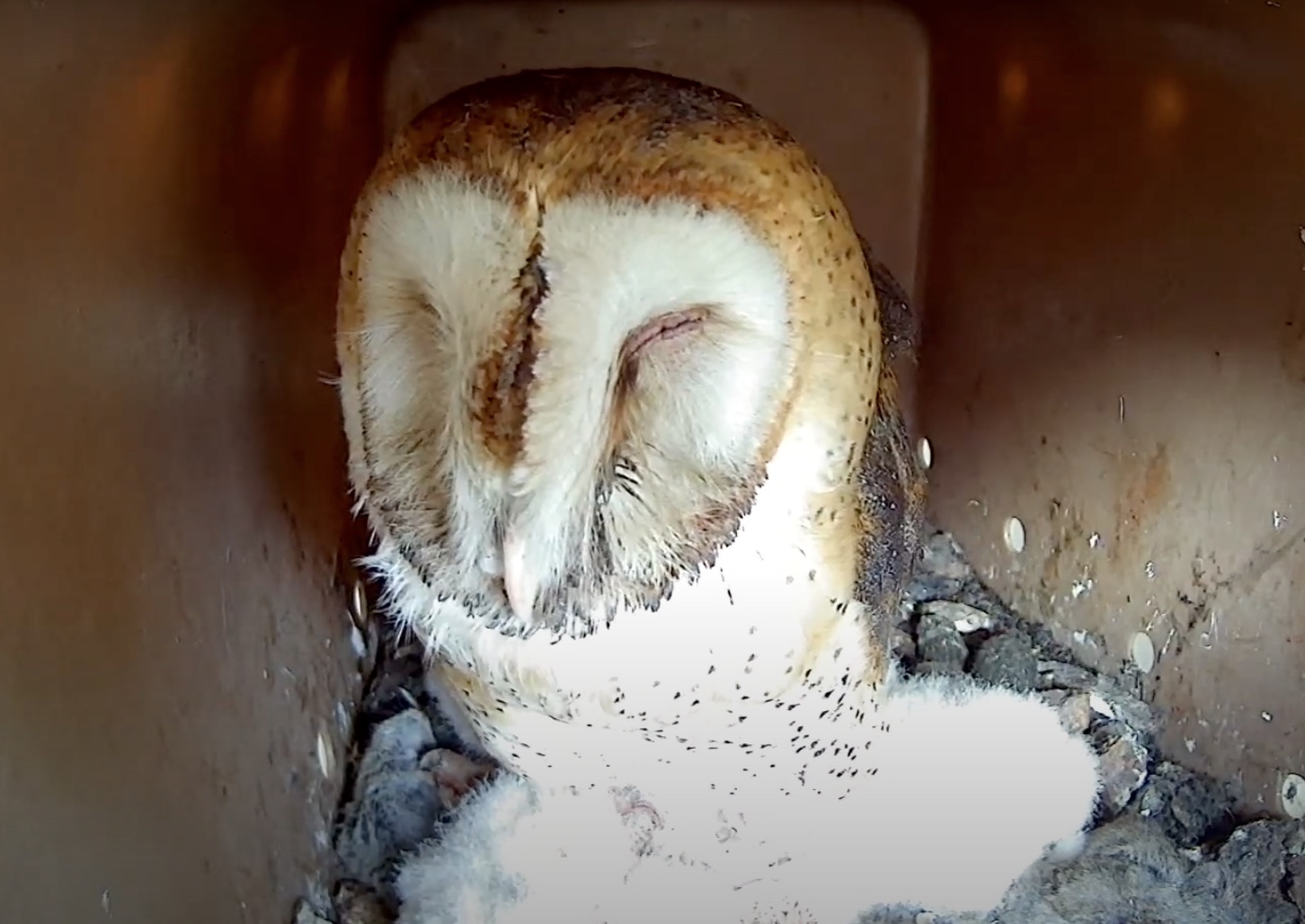 Moonstone Barn Owl Cam - 2025