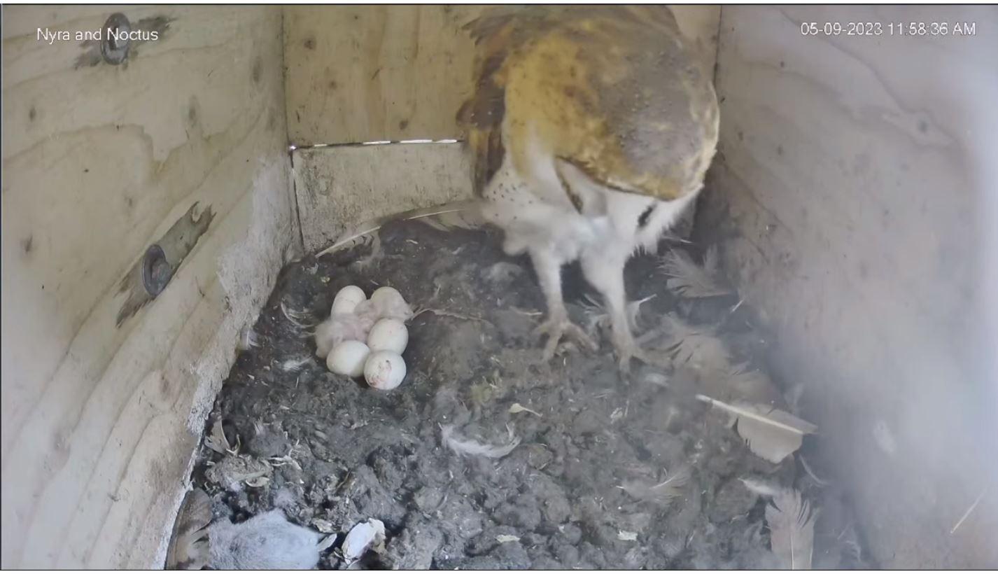 831 Barn Owl Eggs Are Hatching! - SPO