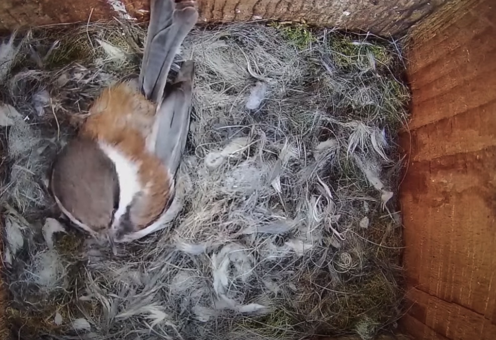 🔴 LIVE: Live Chickadee Nest Cam