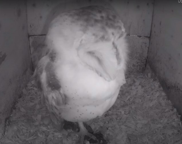 831 Barn Owl Cam Returns - SPO
