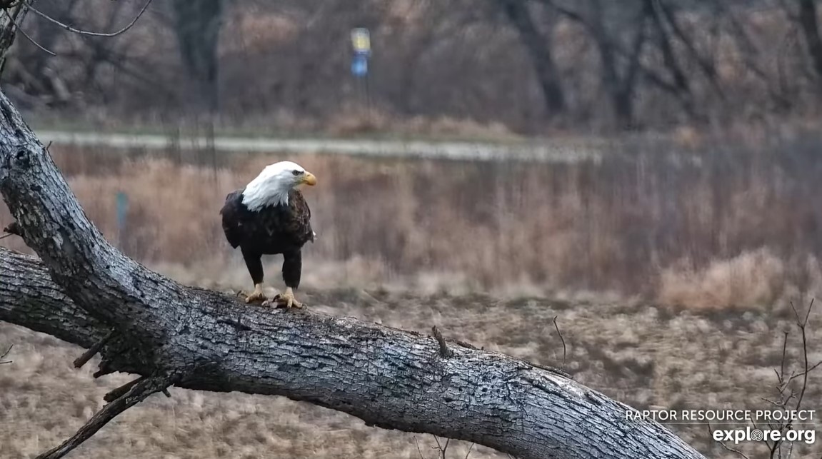 Decorah Eagle Nests 2024 Egg Lay ETA - SPO