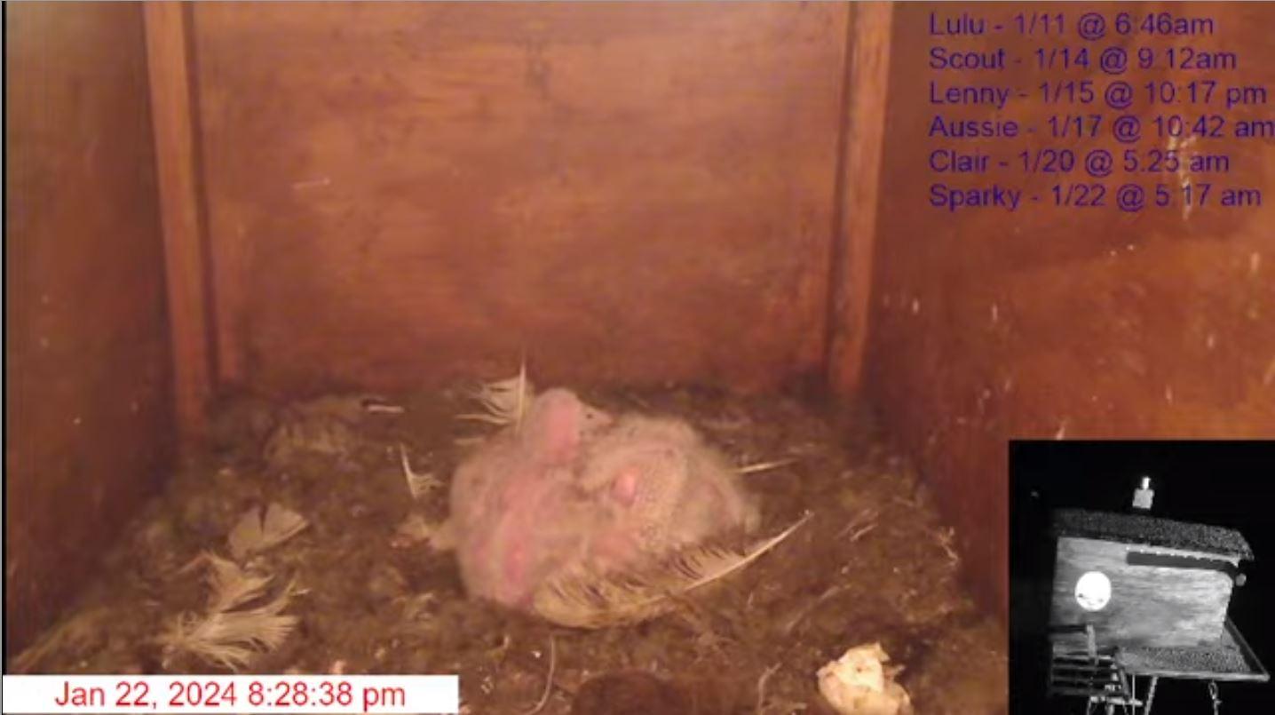 Oceanside Barn Owls - 2025