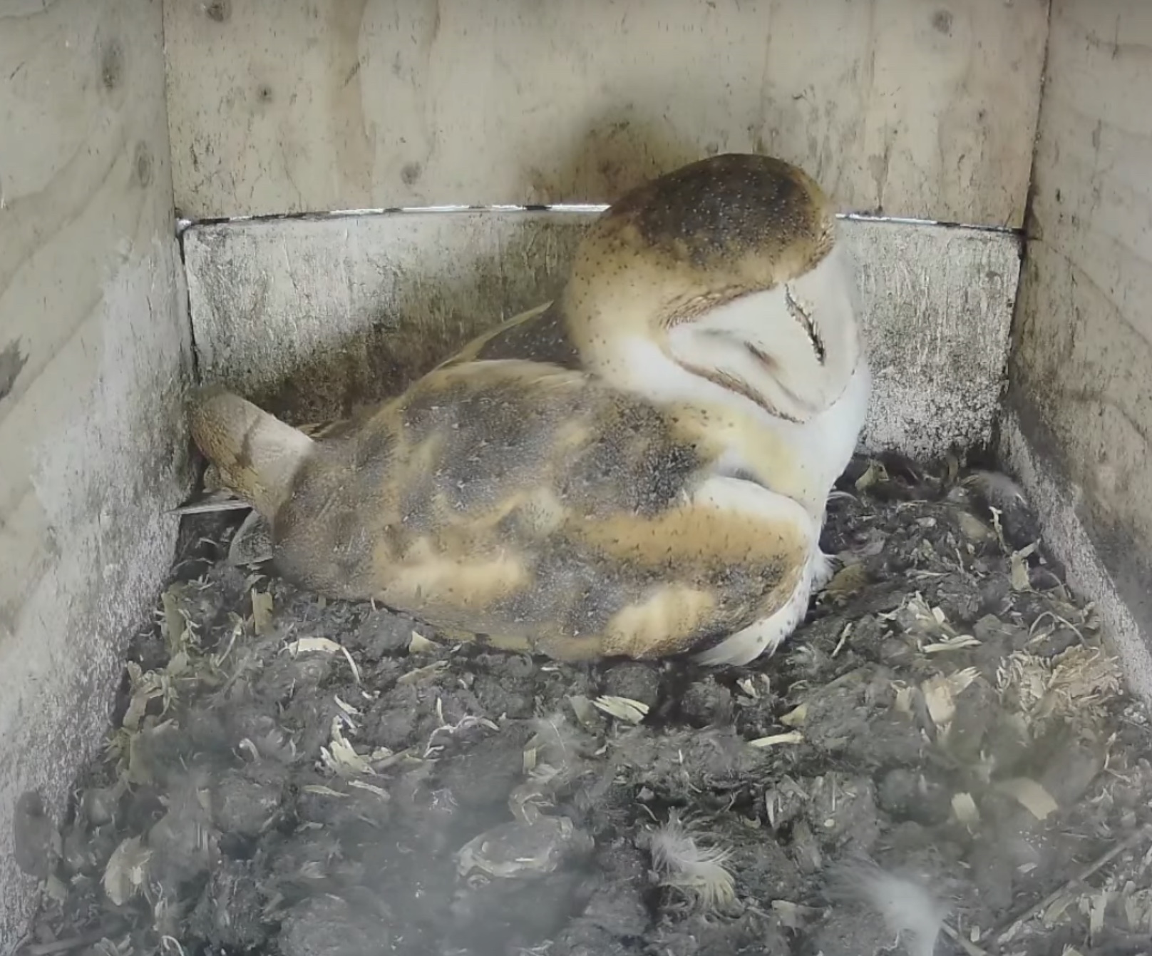 2 Eggs So Far At 831 Barn Owl Cam! 2/28/24 - SPO