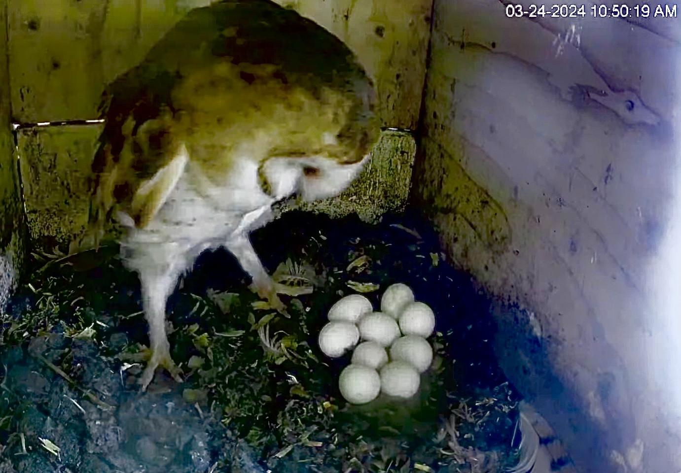Hatch Watch Begins - 831 Barn Owl Cam - SPO