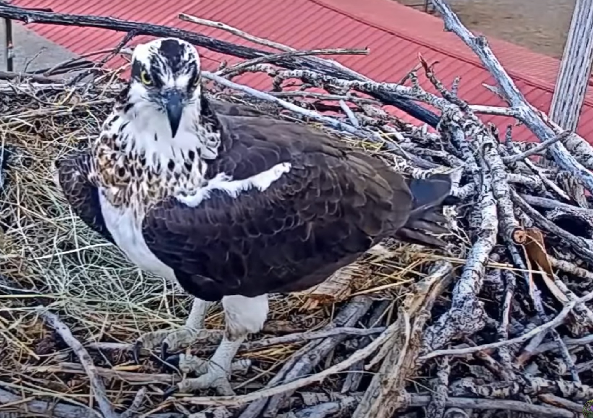 Swoop Returns For Nesting With New Mate - Dunrovin Osprey Cam - SPO