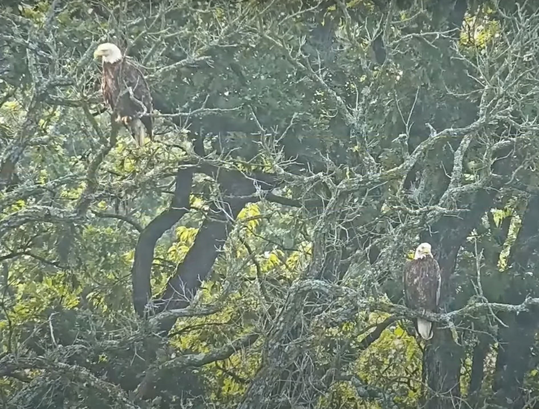 Video - Mr North and DNF on last day of live cam - Decorah Eagles - SPO