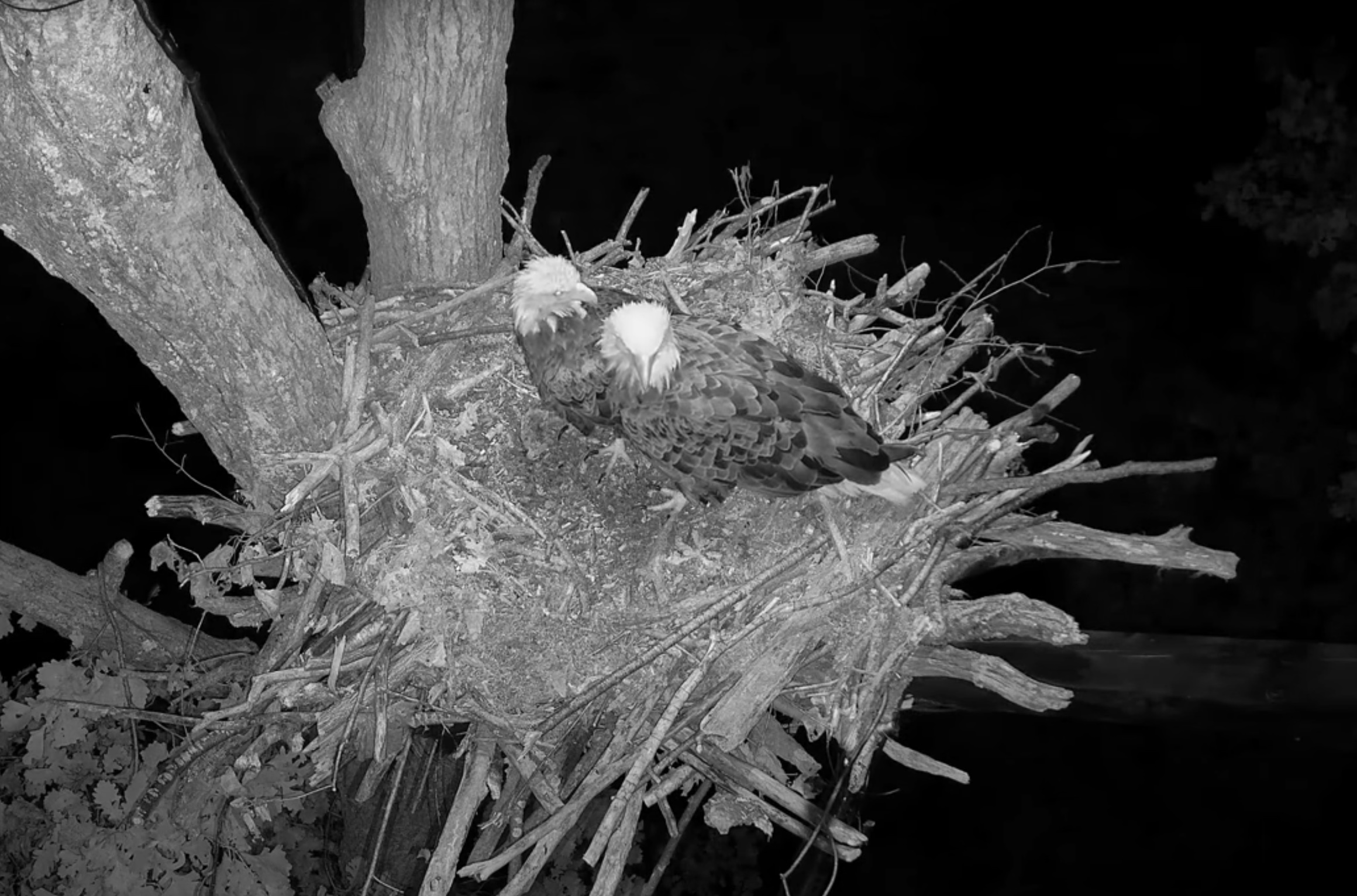 Video - Parents Visit New Nest - Decorah North Eagles - SPO