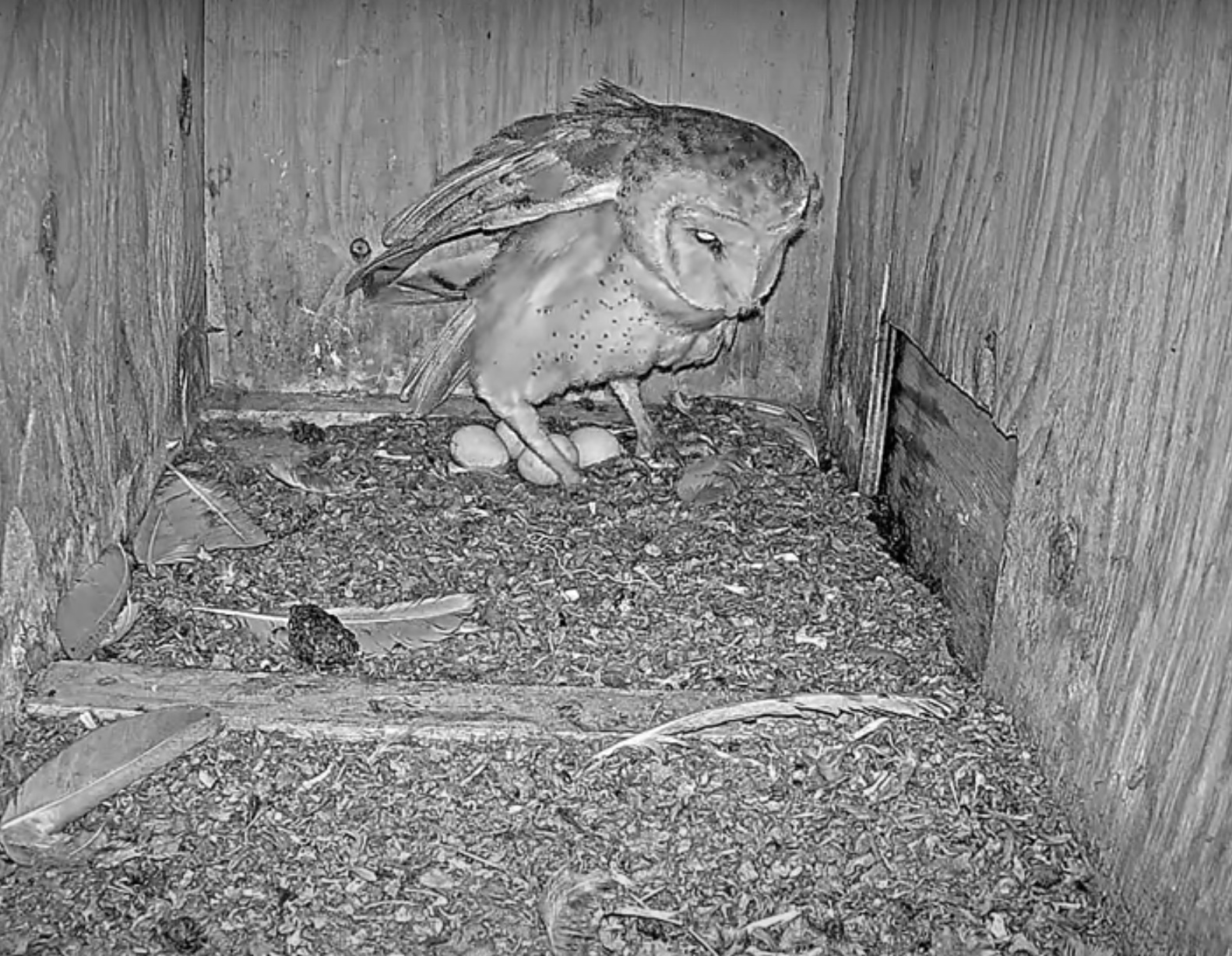 Video - 4th Egg Laid - Florida Barn Owl Cam2 - SPO