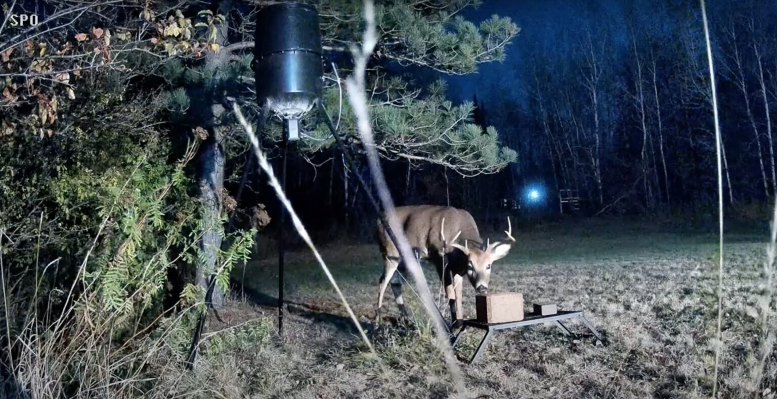 🔴 LIVE: Deer Cams – Watch Whitetail & Elk 24/7