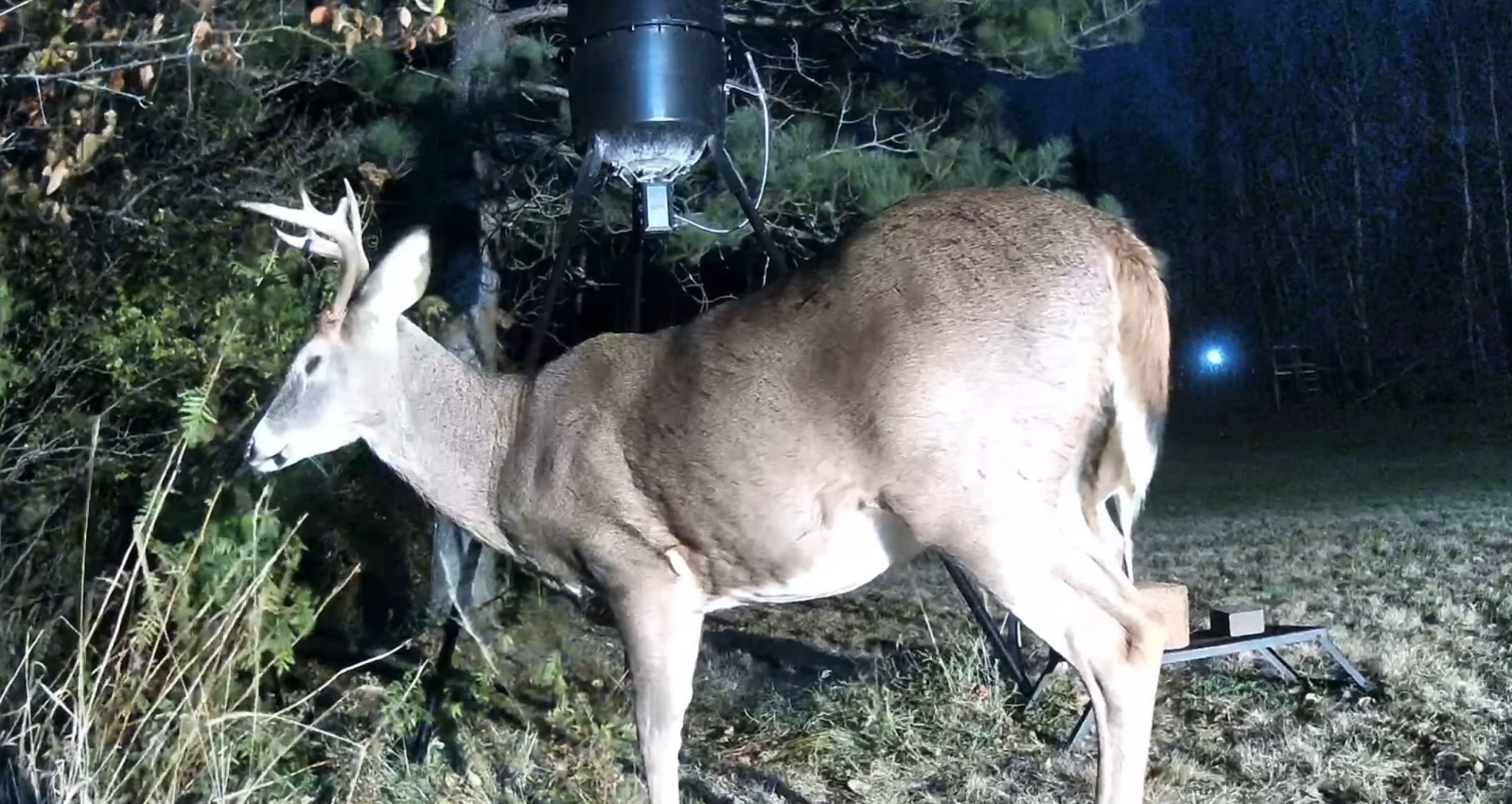 Video - 8 Point Buck! - MN Deer Cam - SPO
