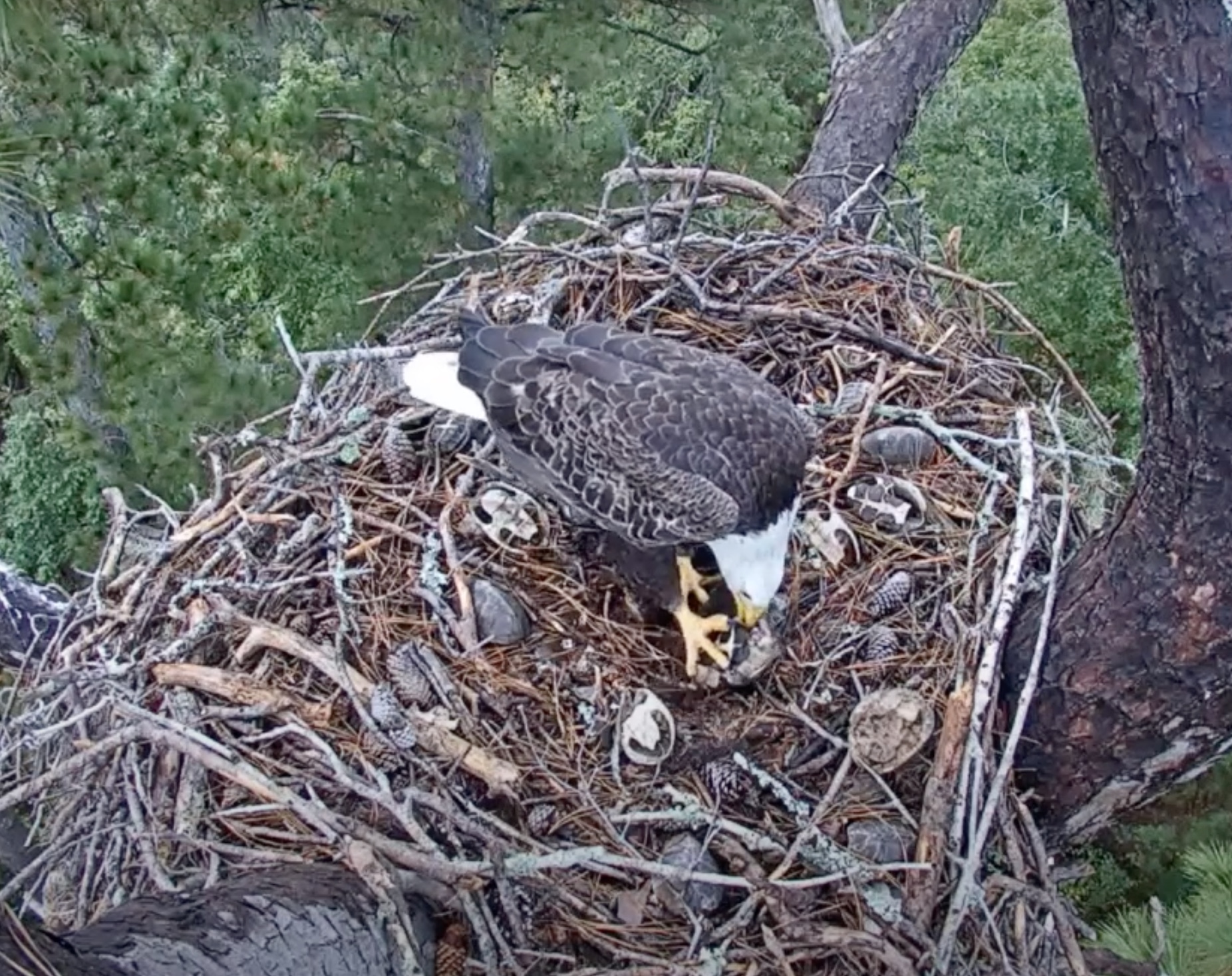Video - Eagle VS Turtle - KNF Bald Eagle Nest Cam - SPO