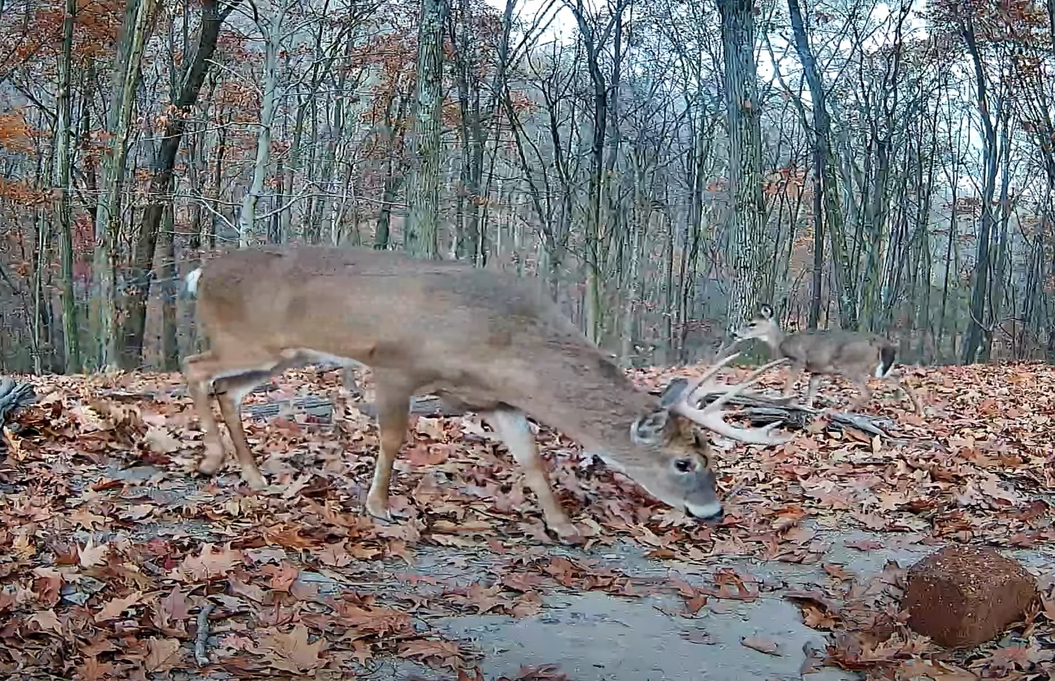Video - 12 Point Buck Strolls In For Breakfast - PA Deer Cam - SPO
