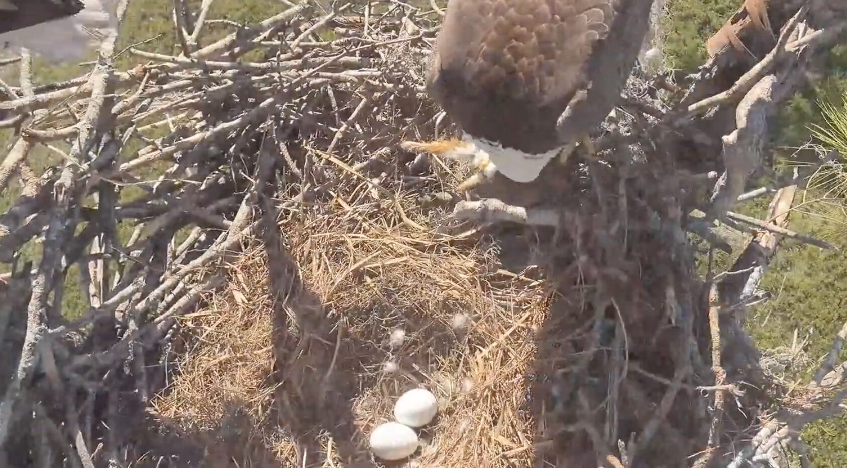 Video - Furry Food Delivery - Egg Close Up - SWFL Bald Eagles - SPO