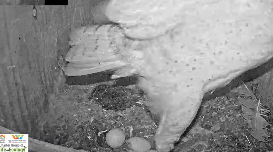 3rd egg laid - Florida Barn Owls cam2 - SPO