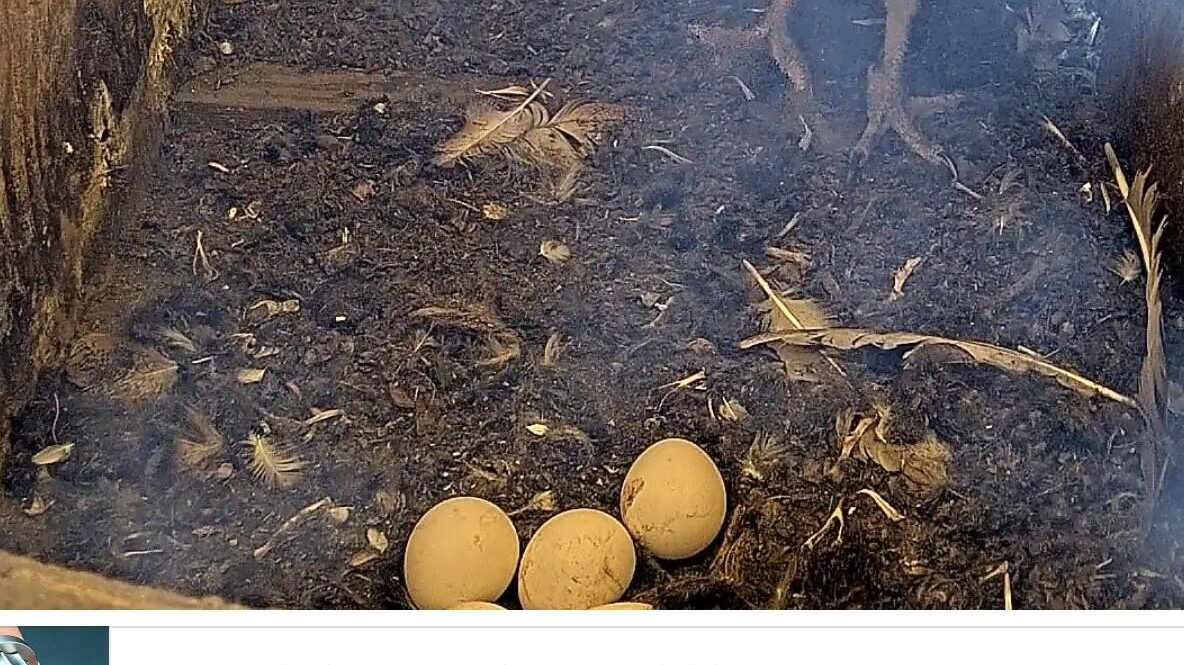 The Incubation Process of Florida Barn Owl Eggs - SPO