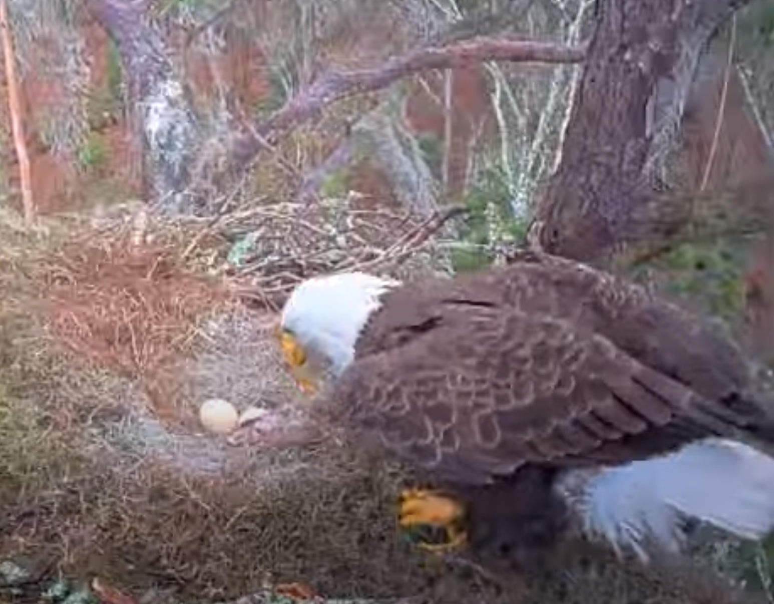 We Have A Hatch! - KNF Bald Eagle E-3 Nest Cam - SPO