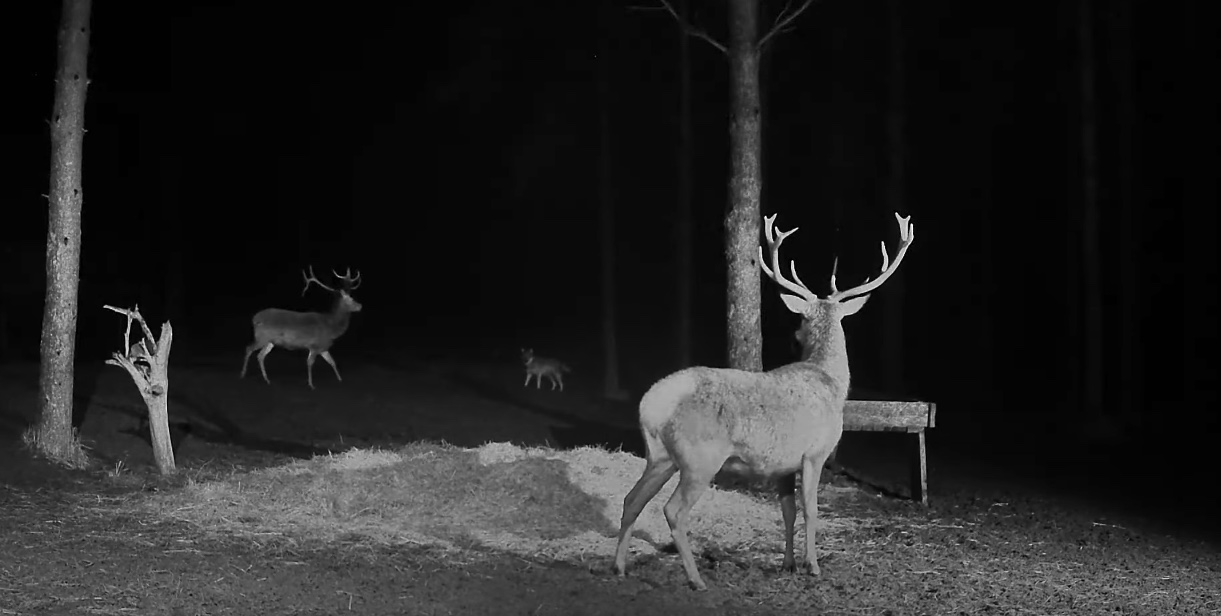 Video - Wolves VS Red Deer Caught On Wildlife Cam - SPO