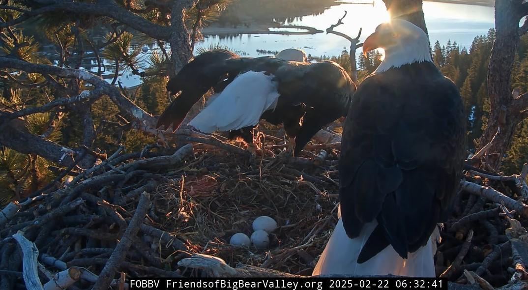 Hatch Watch Begins - Big Bear Bald Eagle Nest Cam - SPO