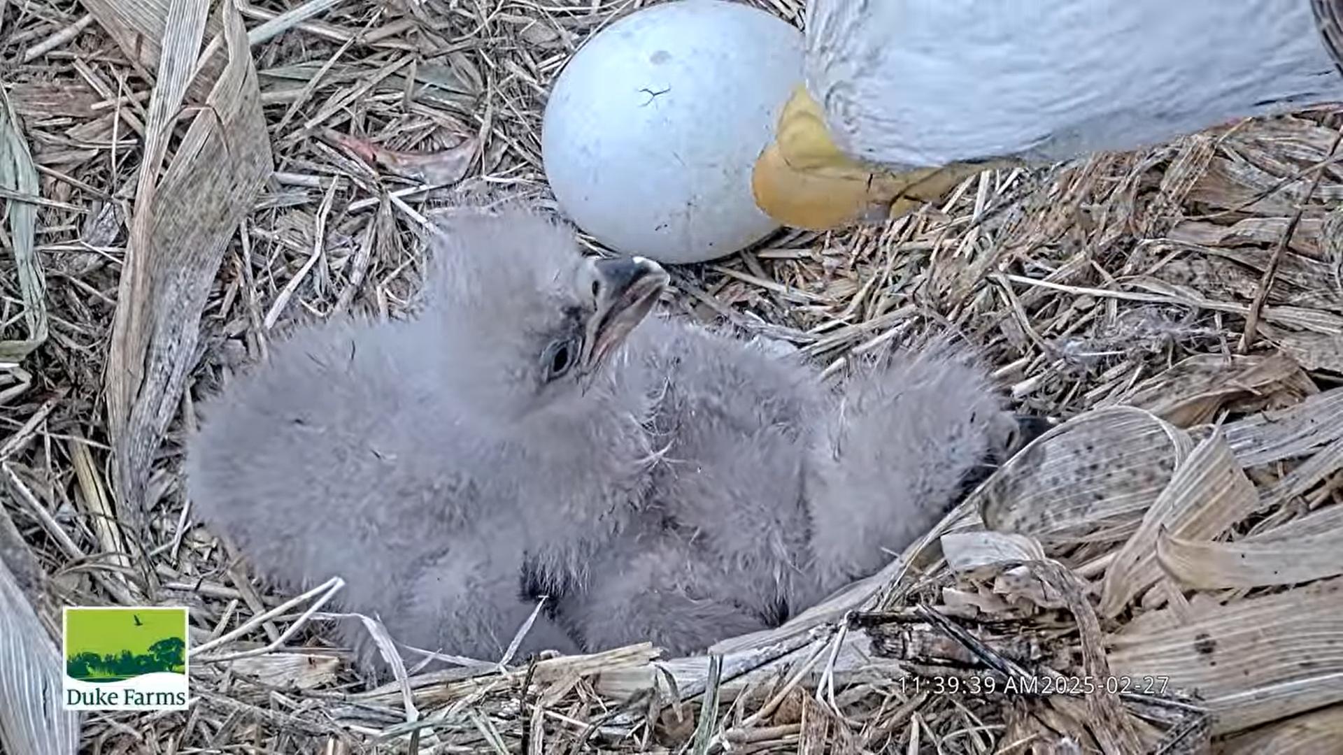 Video - 2ND Egg Hatches, PIP In 3RD - Duke Farms Bald Eagle Cam - SPO