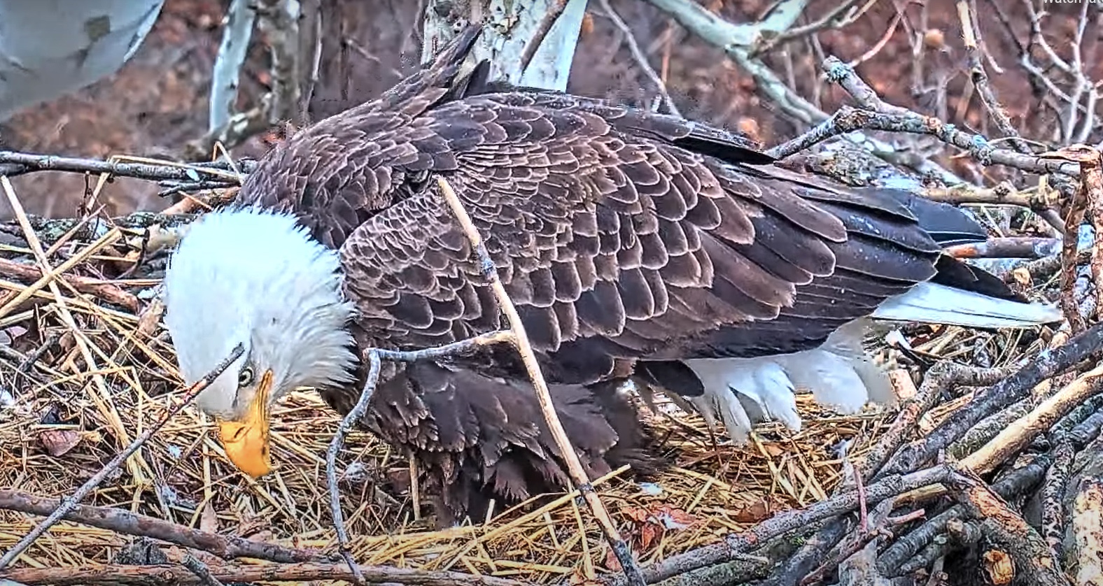 🔴 LIVE: U.S. Steel Bald Eagle Cam Live | Pittsburgh Eagle Nest Cameras