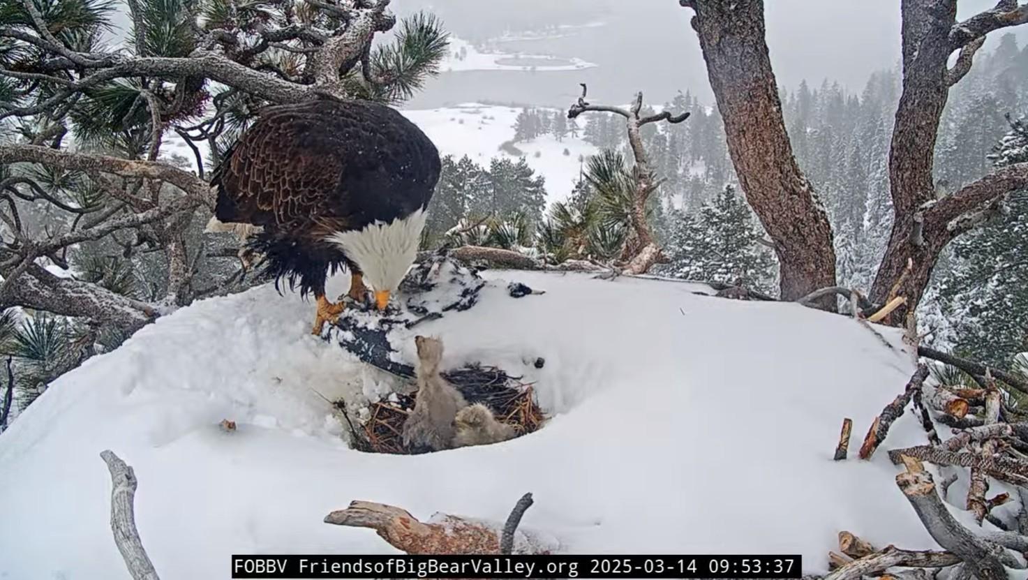 An Eaglet Has Gone Missing - Big Bear Bald Eagle Cam - SPO