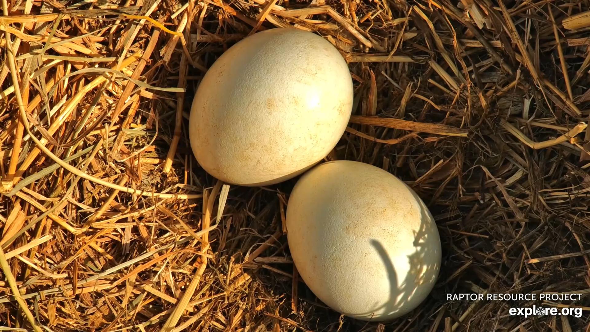Hatch Watch Starts NOW - Decorah Eagles North Nest Cam - SPO