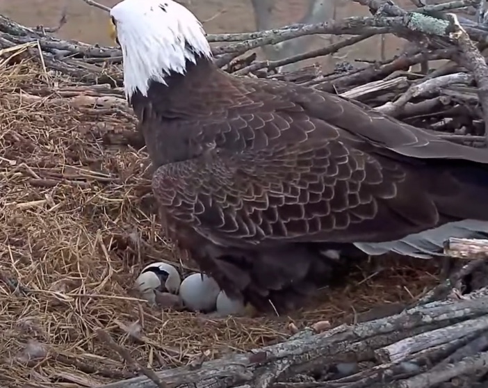 VIDEO - CONGRATS, 1ST. HATCH! - NCTC Bald Eagle LIVE Cam - West ...