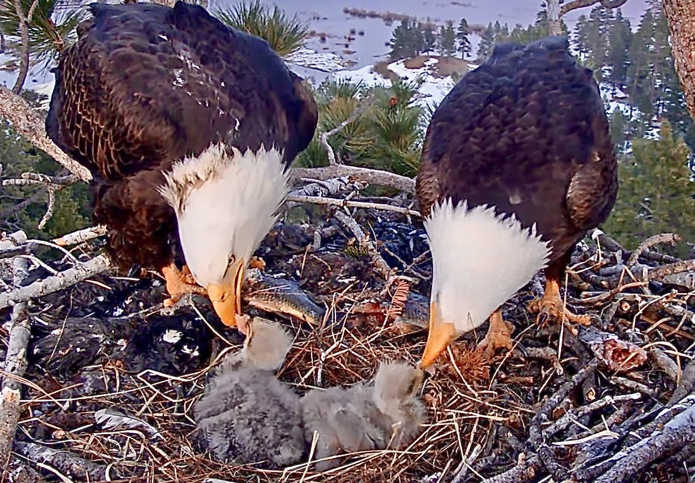 Video - Jackie and Shadow's Dual Feeding Session - Big Bear Bald Eagle Nest Cam - SPO