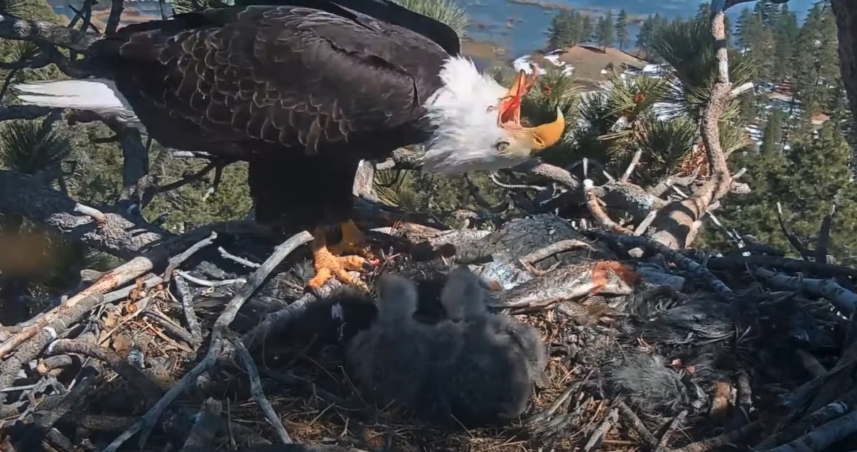 Video - Jackie Removes Fishing Hook And Line - Big Bear Bald Eagle Nest ...