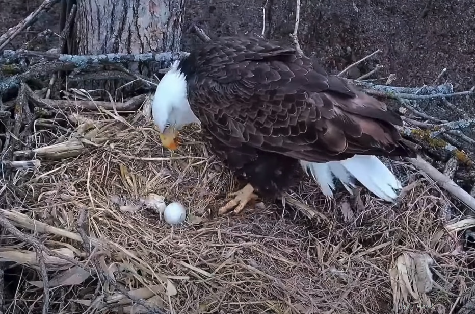 Video - Decorah North Bald Eagle Nest Cam Update - SPO