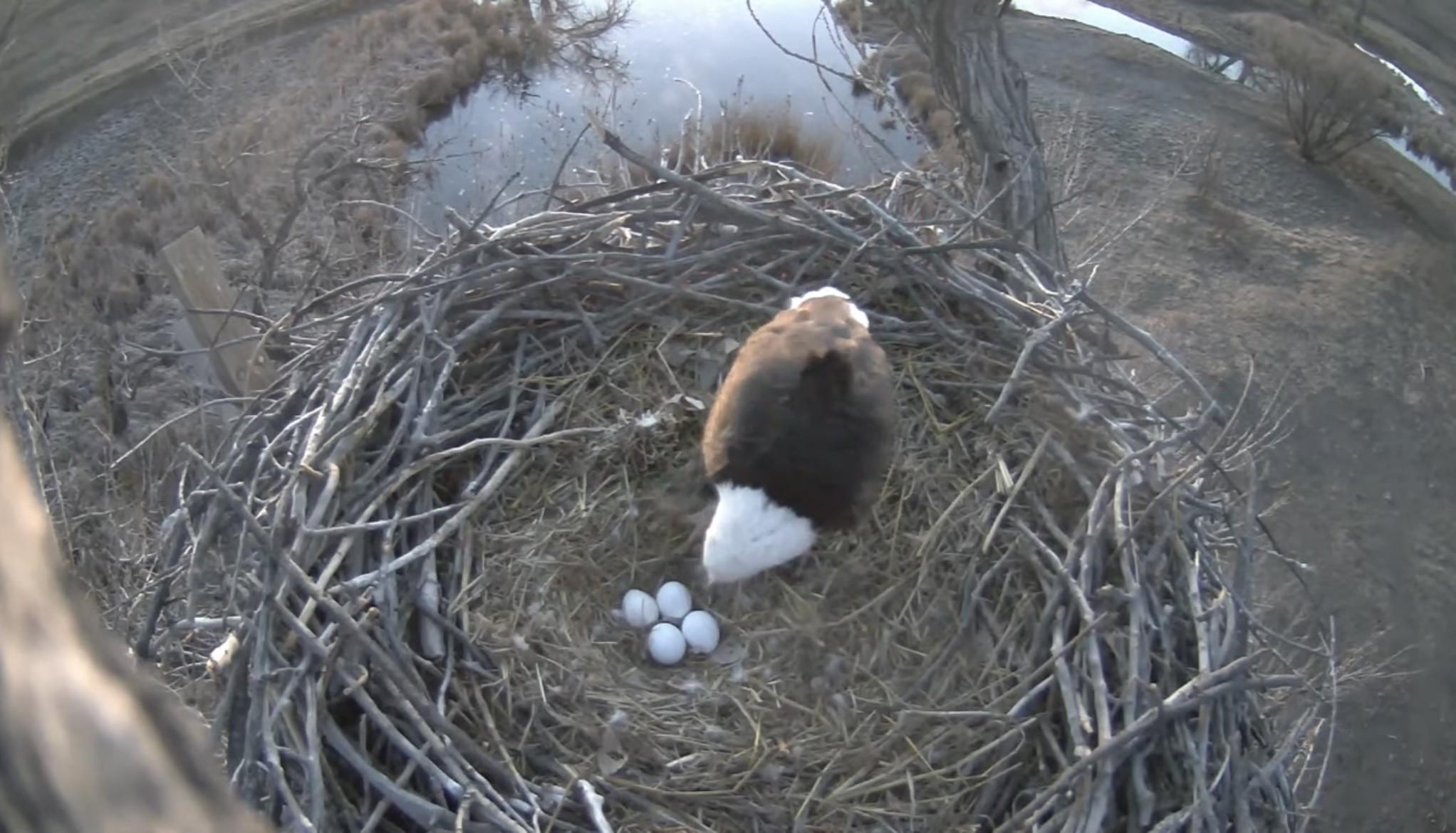Hatch Watch Begins - 4 Eggs - Fort St. Vrain Bald Eagle Nest Cam - SPO
