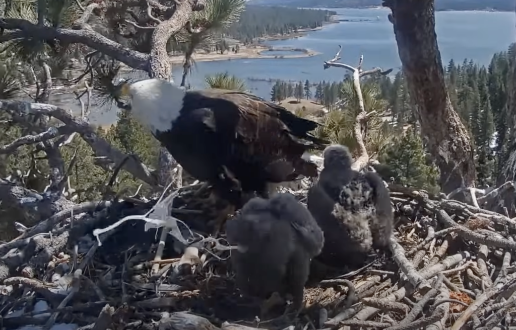 Video - Gizmo Releases The Hounds Towards Camera - Big Bear Bald Eagle ...