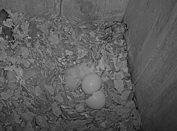 Video - A Hatch And A PIP! - WBU Barred Owl Nest Cam - Indiana - SPO