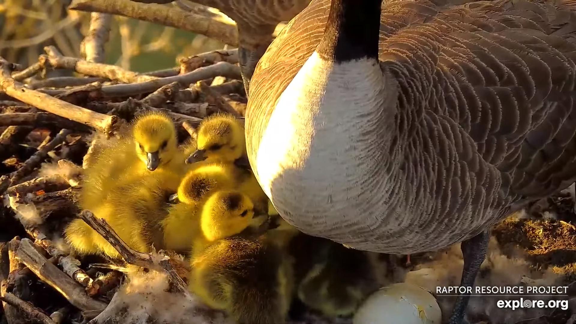 Video - Watch Canada Goose Goslings Jump Over 70ft To Ground Below