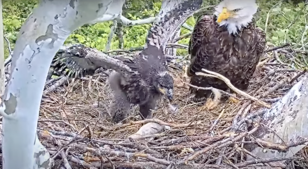 Video - Eagle Chick Ocho Does A Wing Dance - US Steel Bald Eagles - SPO