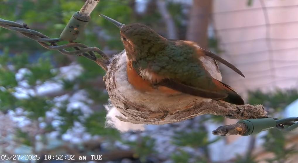 Live Hummingbird Nest Cam - 2026