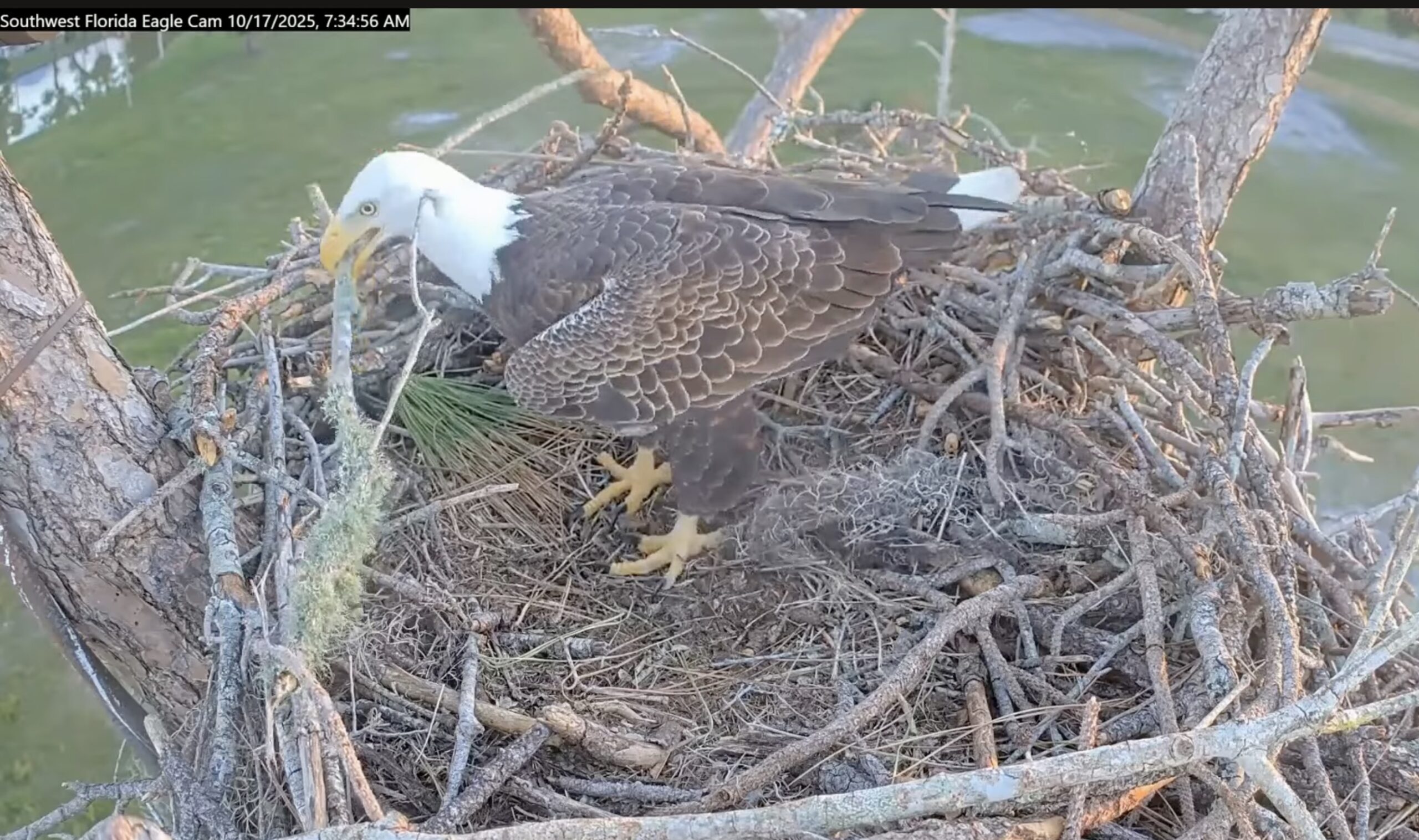 Video - Nest Building At The SWFL Bald Eagle Nest 2025-2026 Season