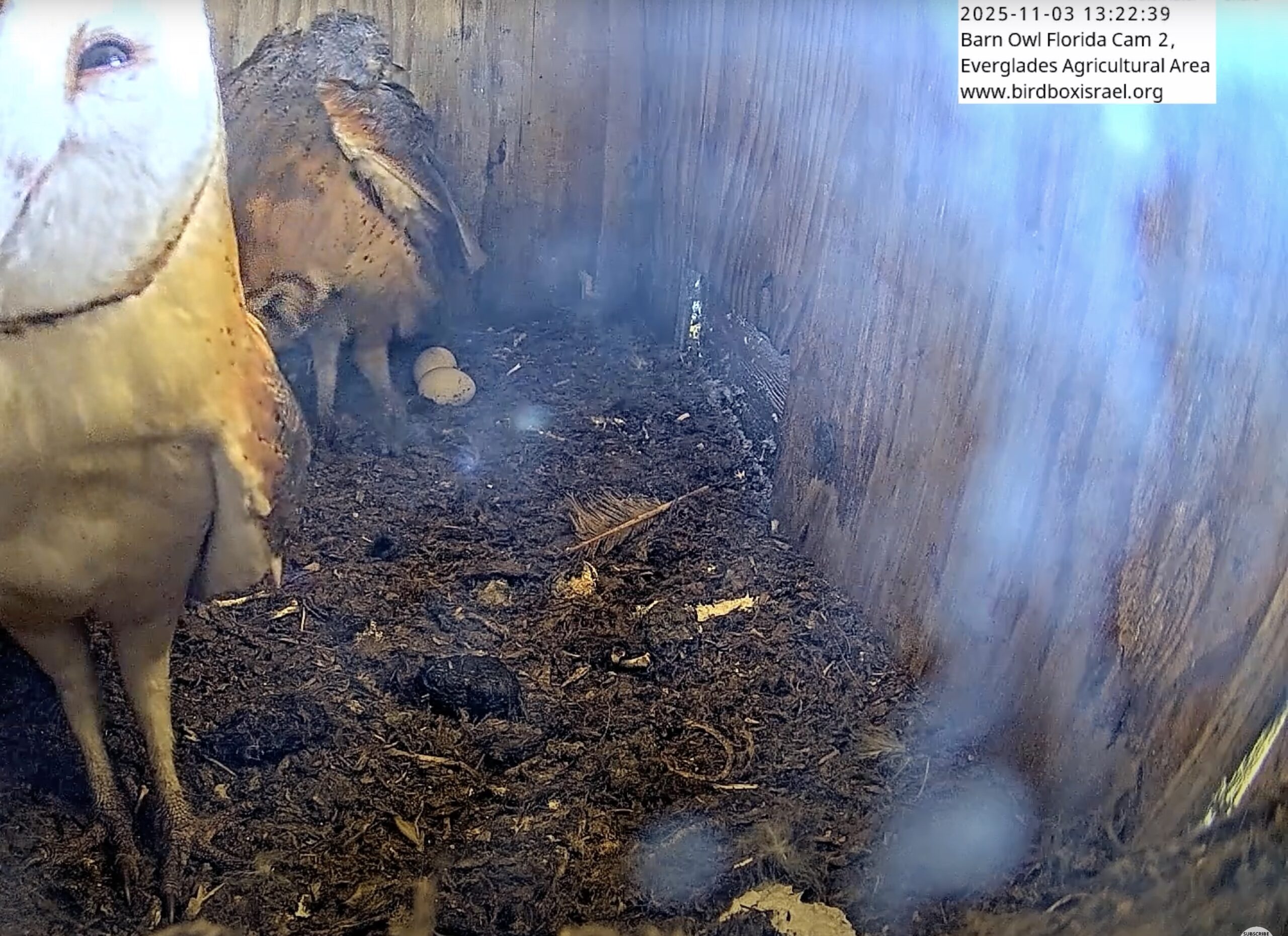 Congrats Second Egg Laid Live At The Florida Cam2 Barn Owl Nest ёяеъёяжй