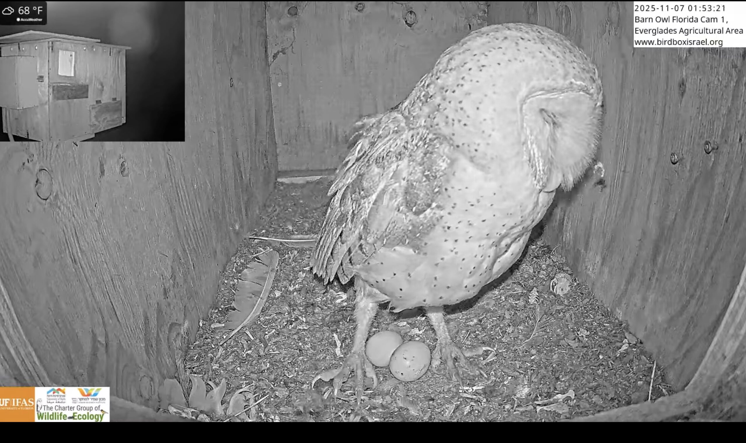 UF Barn Owl Cams: Egg #2 (Cam 1 Nest) & Egg #3 (Cam 2 Nest) — Live Lays ...