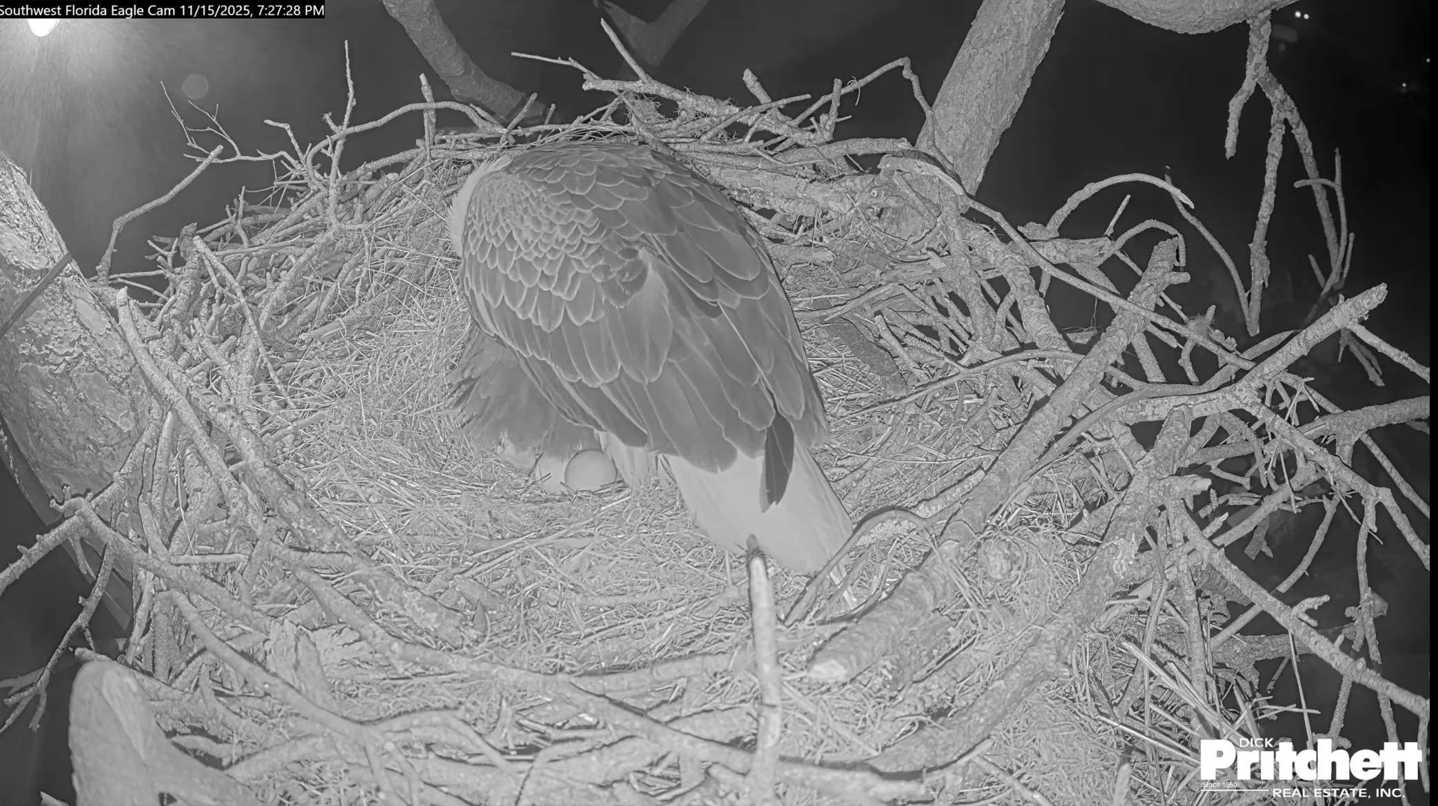 SWFL Eagle Cam (Nov 15, 2025): F23 Lays Egg #2 at 7:23 PM — First Peek ...