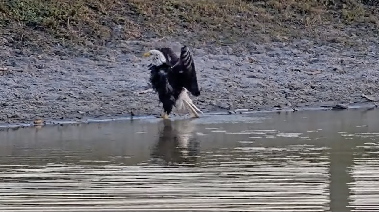 SWFL Eagles M15: Pond Bath & Incubation Switch (Nov 18, 2025)